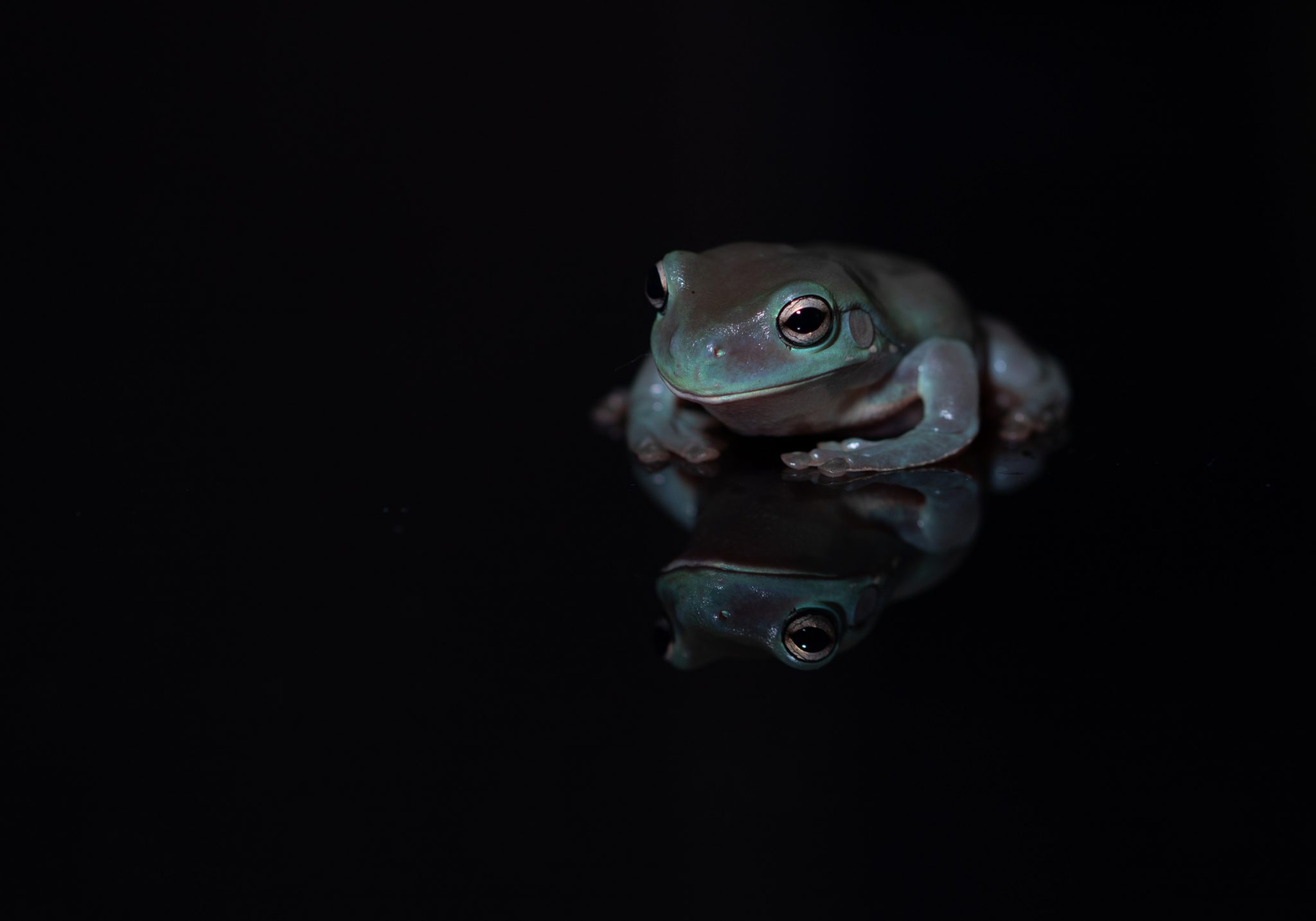 Reflections - Chris Cook Naturalist