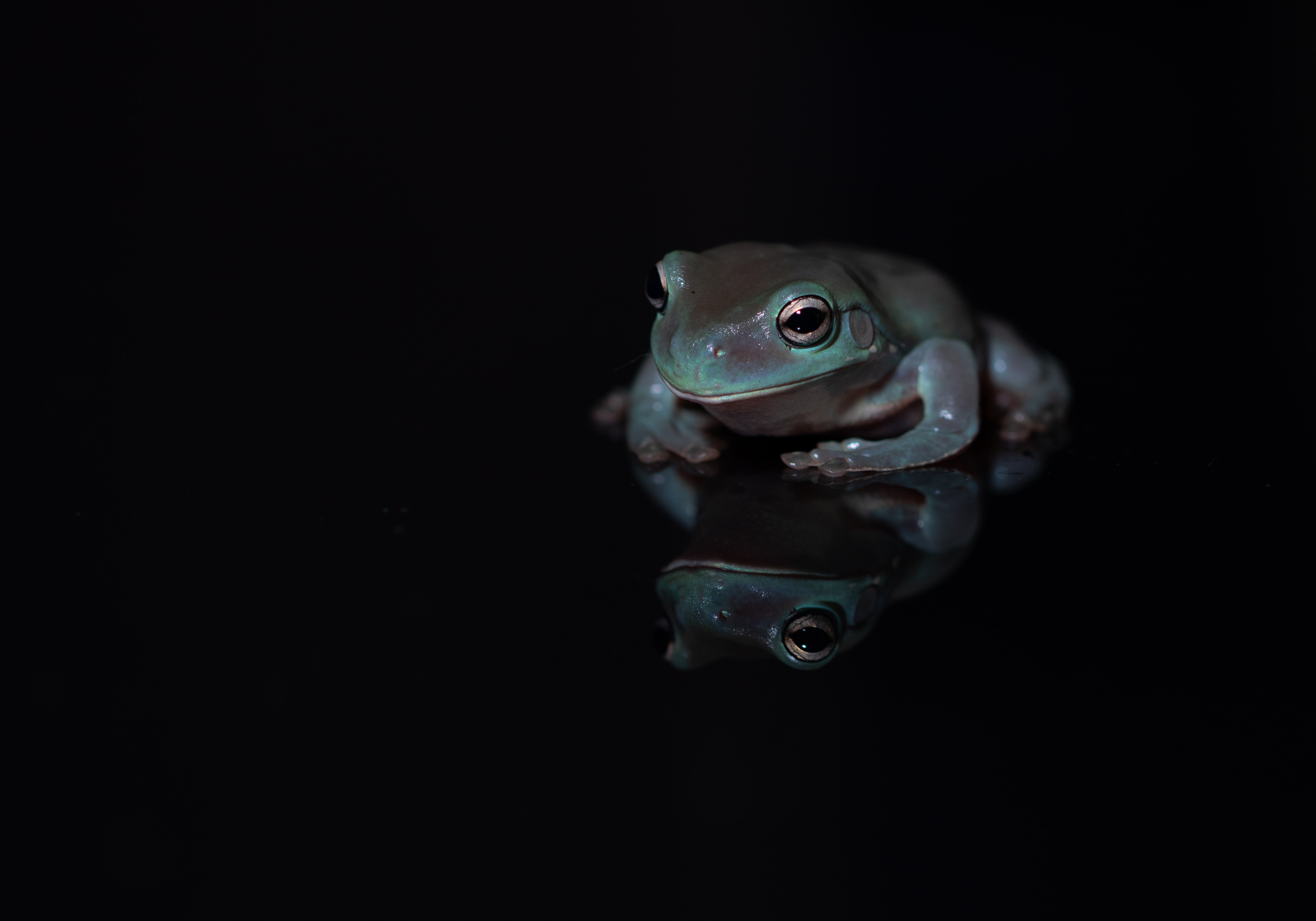 Reflections - Chris Cook Naturalist